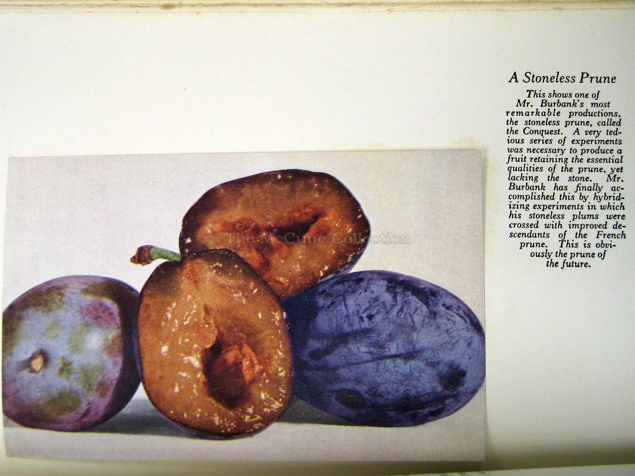 Luther Burbank. His Methods and Discoveries. Vol. II. • The McCune ...